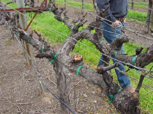 Guide to Managing Vineyard Trunk Disease in Lodi (Part I of III) | Lodi ...