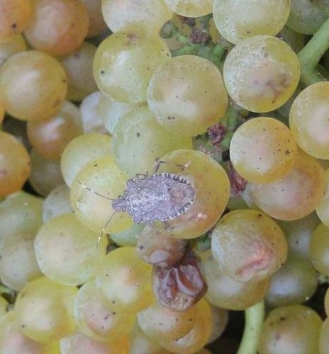 Brown Marmorated Stink Bug (BMSB): Characteristics, Spread, and ...