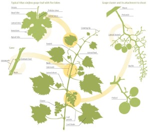 Important Structures & Features of Grapevines | Lodi Growers