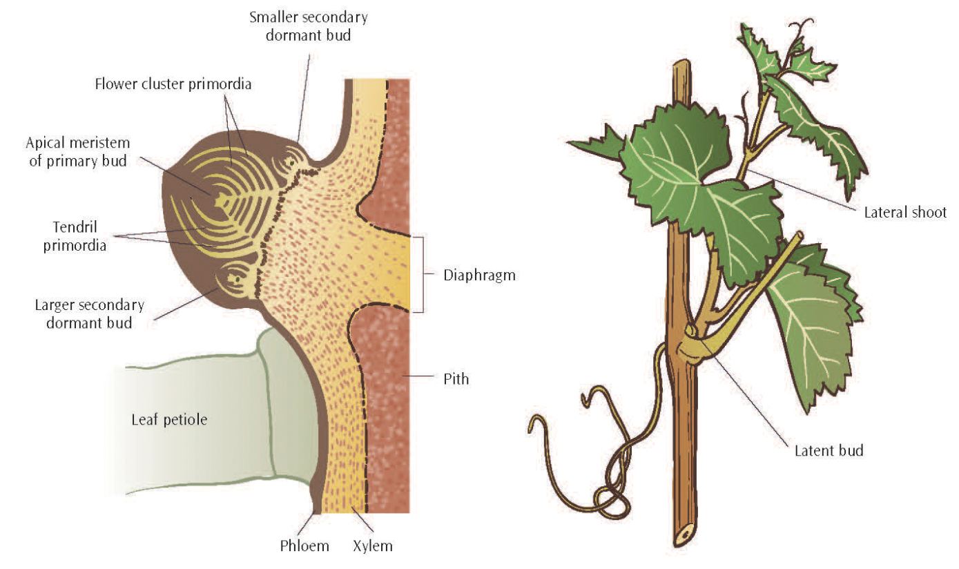 Important Structures Features Of Grapevines Lodi Growers