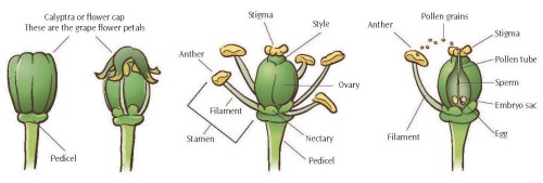 Important Structures & Features of Grapevines | Lodi Growers