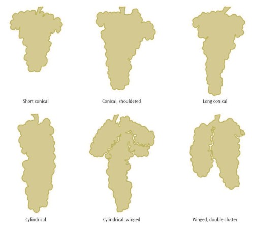 Important Structures & Features of Grapevines | Lodi Growers