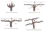 Important Structures & Features of Grapevines | Lodi Growers