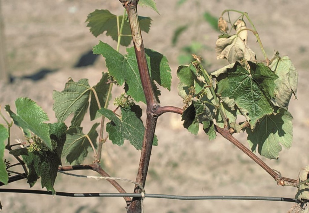 Verticilium Wilt – Excerpt from Grape Pest Management | Lodi Growers