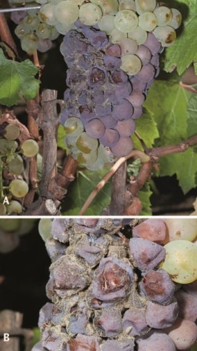 Bunch Rot Part I: Botrytis cinerea | Lodi Growers