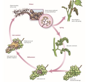 Bunch Rot Part I: Botrytis cinerea | Lodi Growers