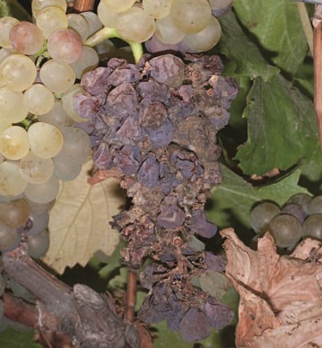 Bunch Rot Part I: Botrytis cinerea | Lodi Growers