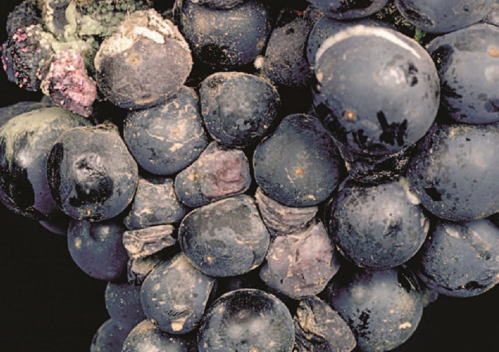 Bunch Rot Part II: Sour Rot | Lodi Growers