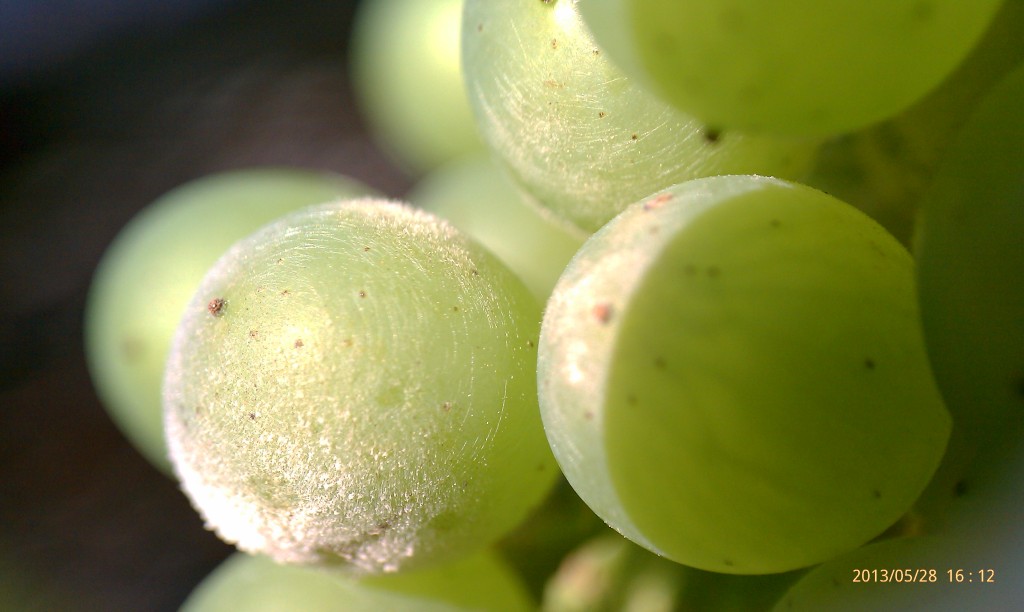 Control of Overwintering Structures of Grapevine Pathogens | Lodi Growers