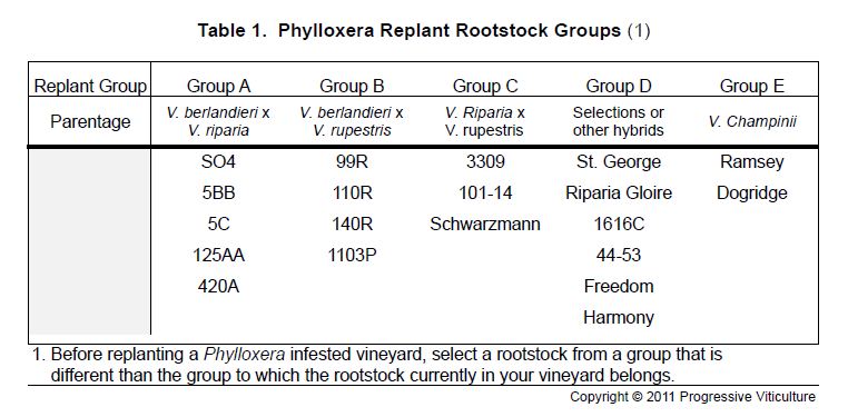 SELECTING A ROOTSTOCK FOR A WINEGRAPE VINEYARD | Lodi Growers