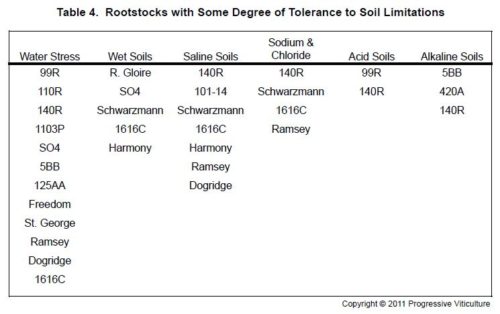 SELECTING A ROOTSTOCK FOR A WINEGRAPE VINEYARD | Lodi Growers