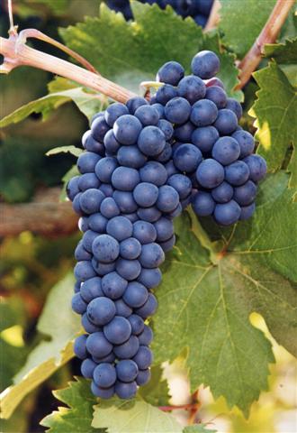 CDFA AWARDS ZINFANDEL GRANT | Lodi Growers