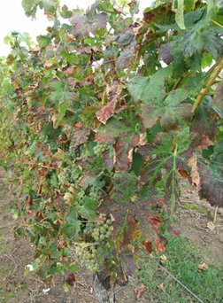 IDENTIFICATION OF NUTRIENT DEFICIENCIES FROM LEAF SYMPTOMS | Lodi Growers