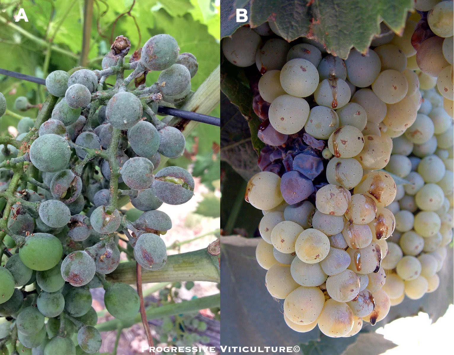 MINIMIZING COMMON PHYSICAL BERRY DEFECTS | Lodi Growers