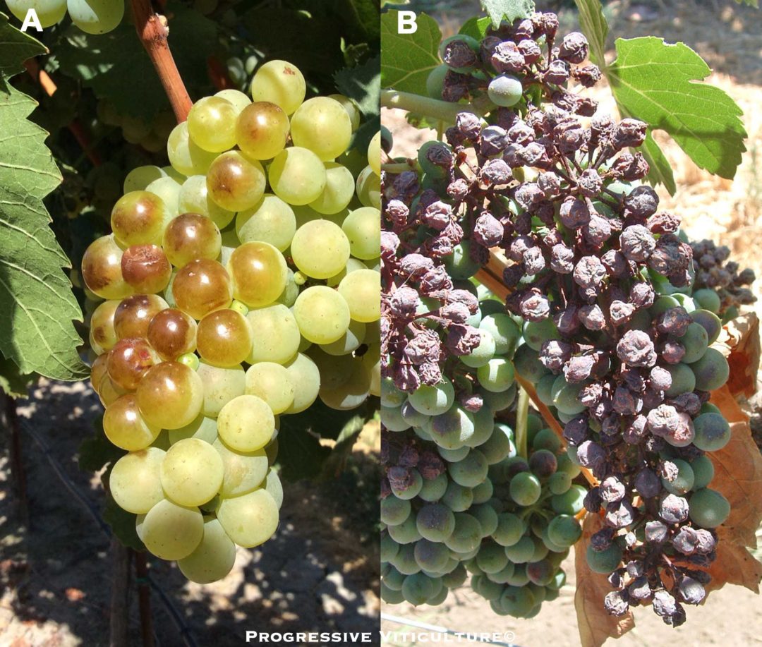 MINIMIZING COMMON PHYSICAL BERRY DEFECTS | Lodi Growers