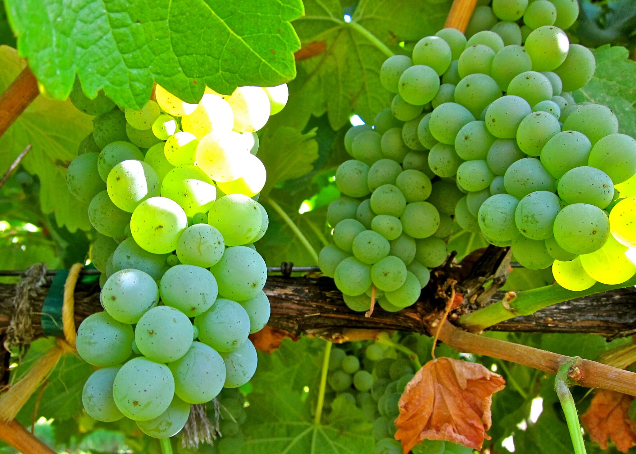 VARIETAL FOCUS: SAUVIGNON BLANC | Lodi Growers