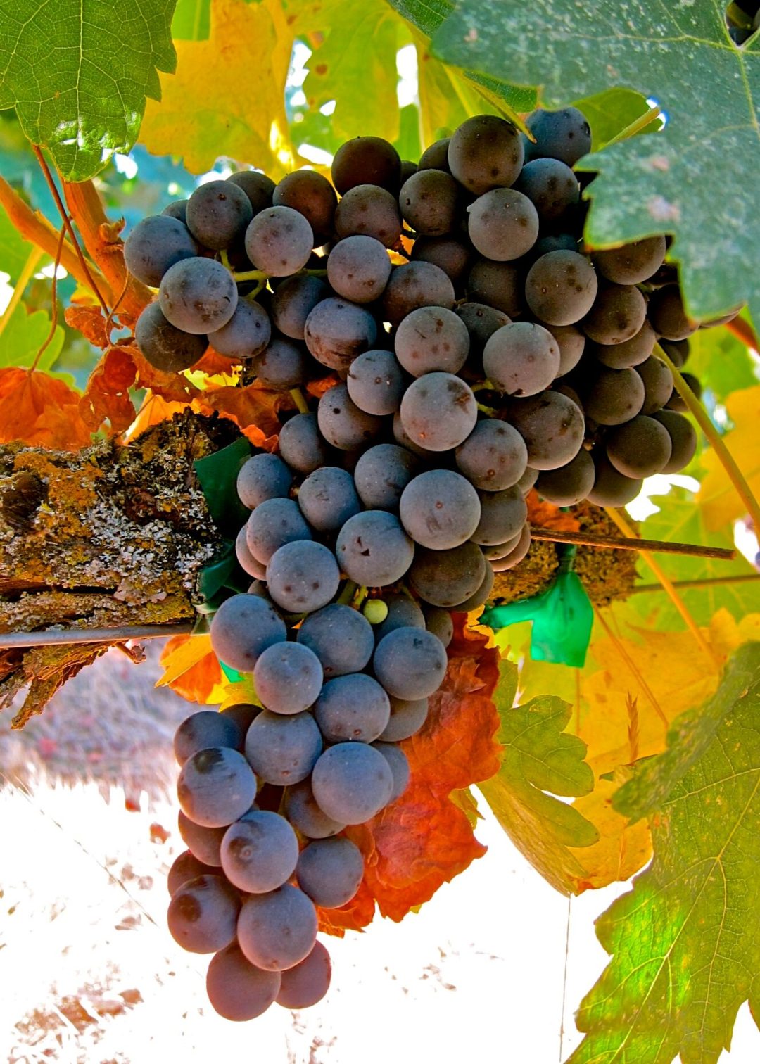 VARIETAL FOCUS: TEMPRANILLO | Lodi Growers