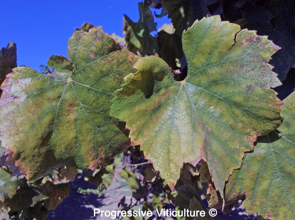 RIPENING PERIOD POTASSIUM DEFICIENCY | Lodi Growers