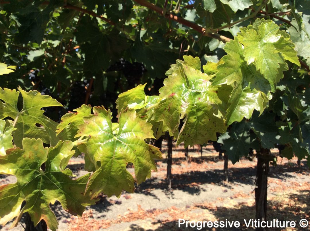 RIPENING PERIOD POTASSIUM DEFICIENCY | Lodi Growers