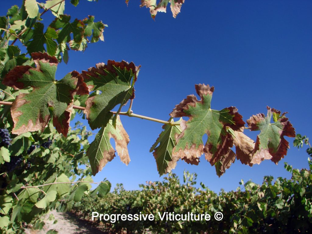 RIPENING PERIOD POTASSIUM DEFICIENCY | Lodi Growers