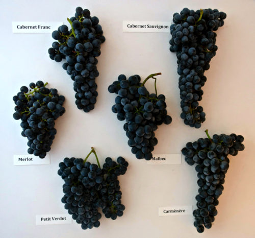THE RED BORDEAUX GRAPES OF LODI | Lodi Growers