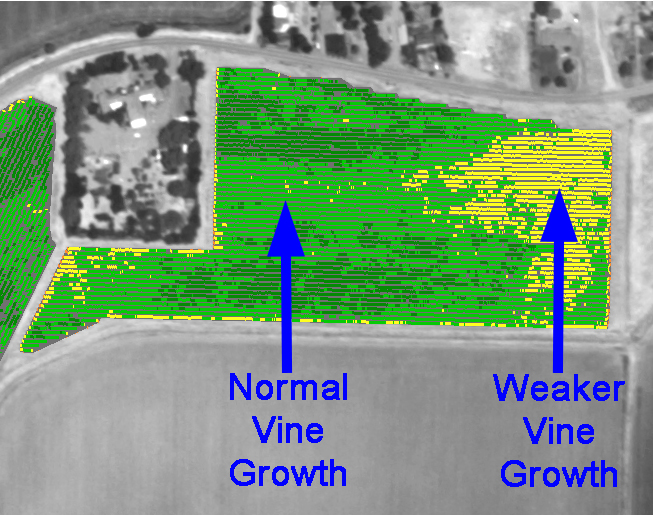 VINEYARD REPLANTING | Lodi Growers