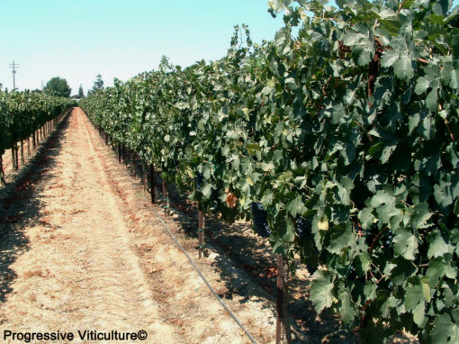 VERTICAL SHOOT POSITIONED TRELLIS SYSTEMS IN WARM REGIONS | Lodi Growers