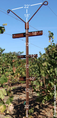 VERTICAL SHOOT POSITIONED TRELLIS SYSTEMS IN WARM REGIONS | Lodi Growers