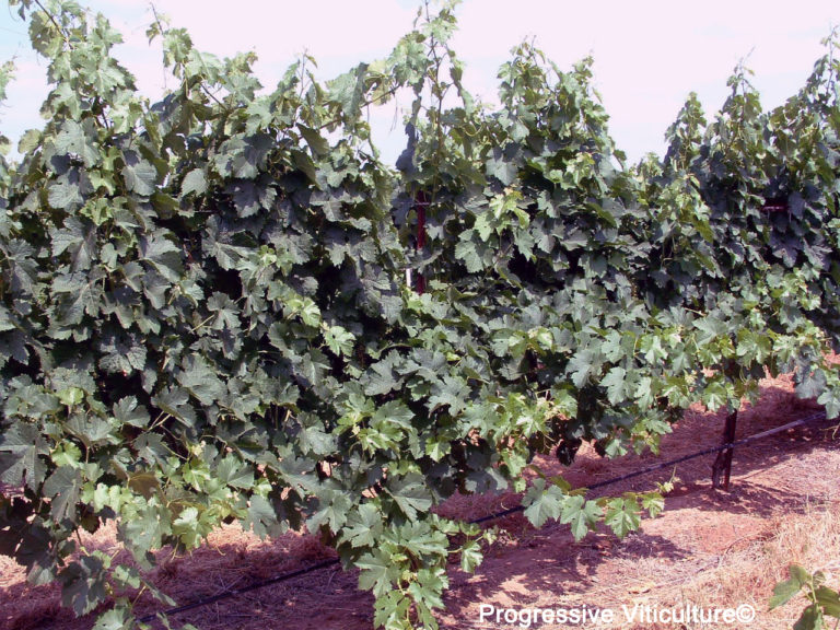 VERTICAL SHOOT POSITIONED TRELLIS SYSTEMS IN WARM REGIONS | Lodi Growers