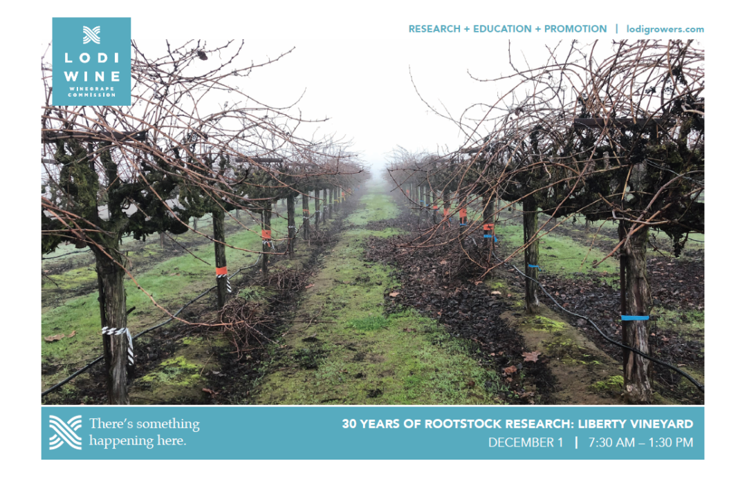 30 YEARS OF ROOTSTOCK RESEARCH: LIBERTY VINEYARD | Lodi Growers