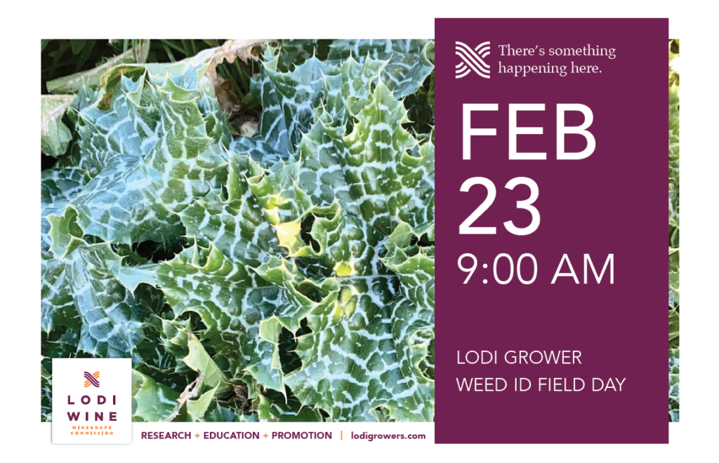 LODI GROWER WEED ID FIELD DAY | Lodi Growers
