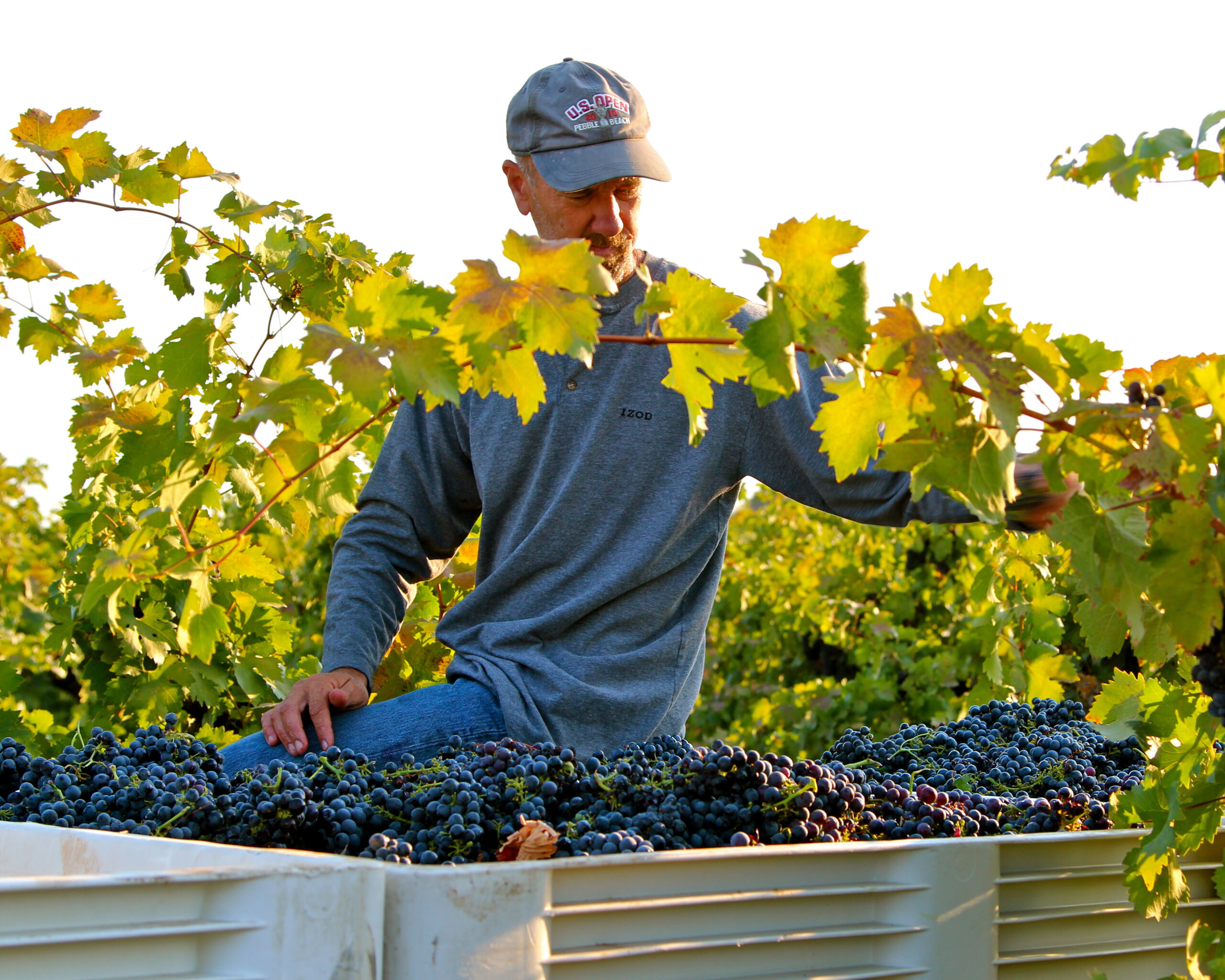 Lodi Growers | Lodi Growers