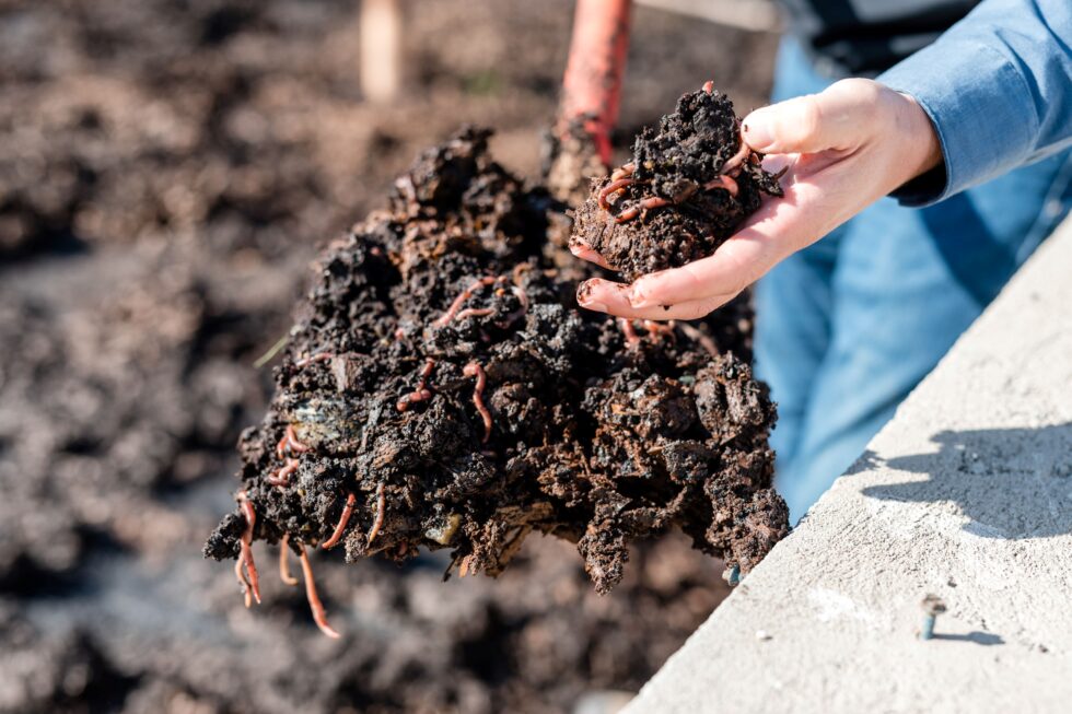 THE POWER OF EARTHWORMS: BOOSTING SOIL HEALTH & CROP YIELDS | Lodi Growers