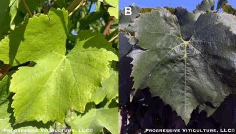 GRAPEVINE CANOPY MANAGEMENT REVISITED PART 2 | Lodi Growers