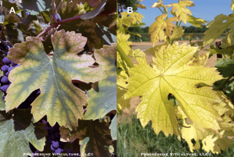 GRAPEVINE CANOPY MANAGEMENT REVISITED PART 2 | Lodi Growers