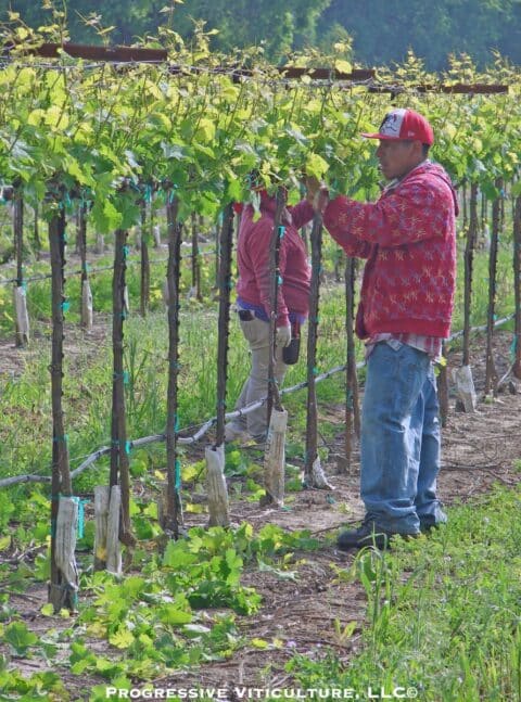 THE BASIC ELEMENTS OF SUCCESSFUL VINEYARD MANAGEMENT | Lodi Growers