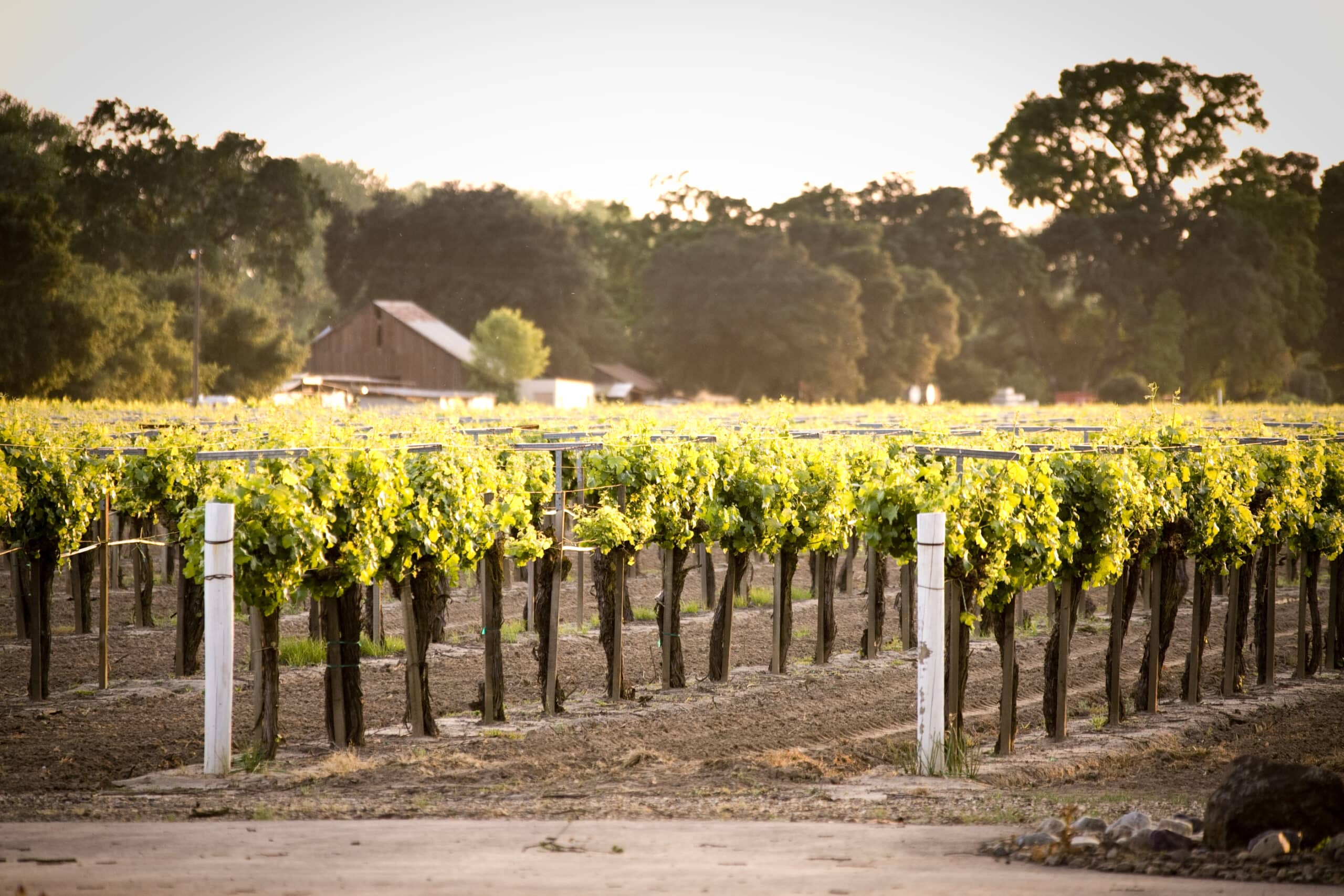 Lodi Growers | Lodi Growers