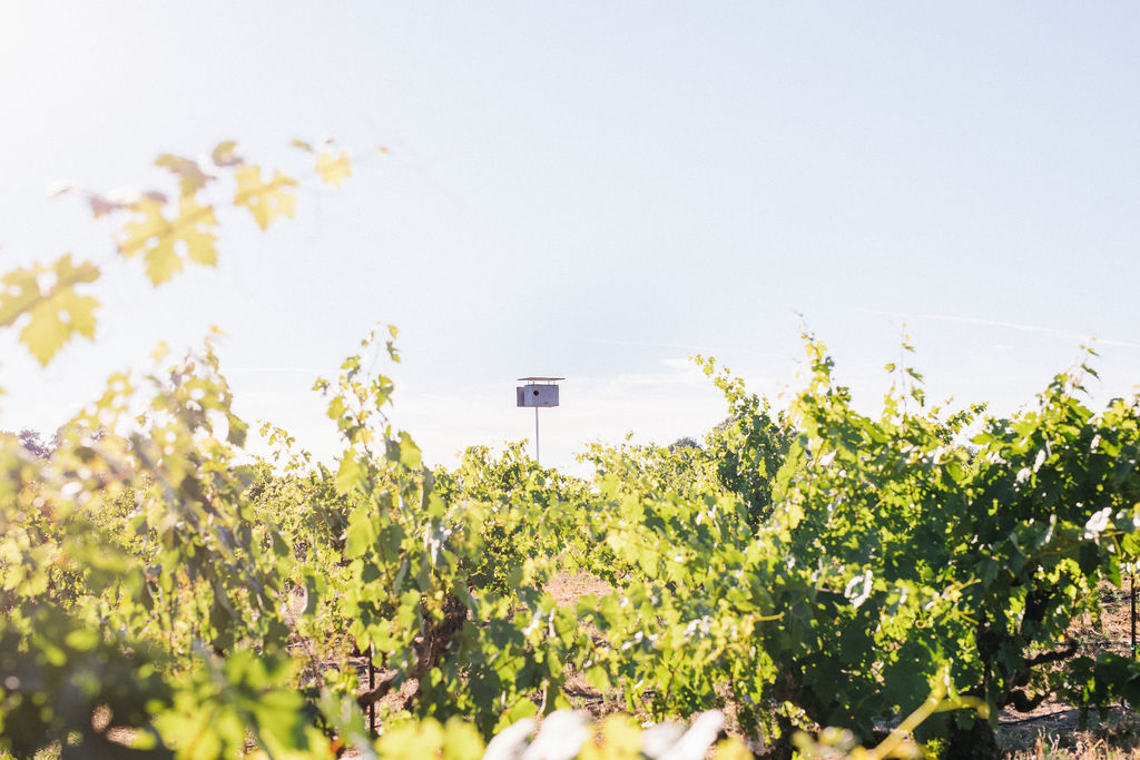 Lodi Growers | Lodi Growers