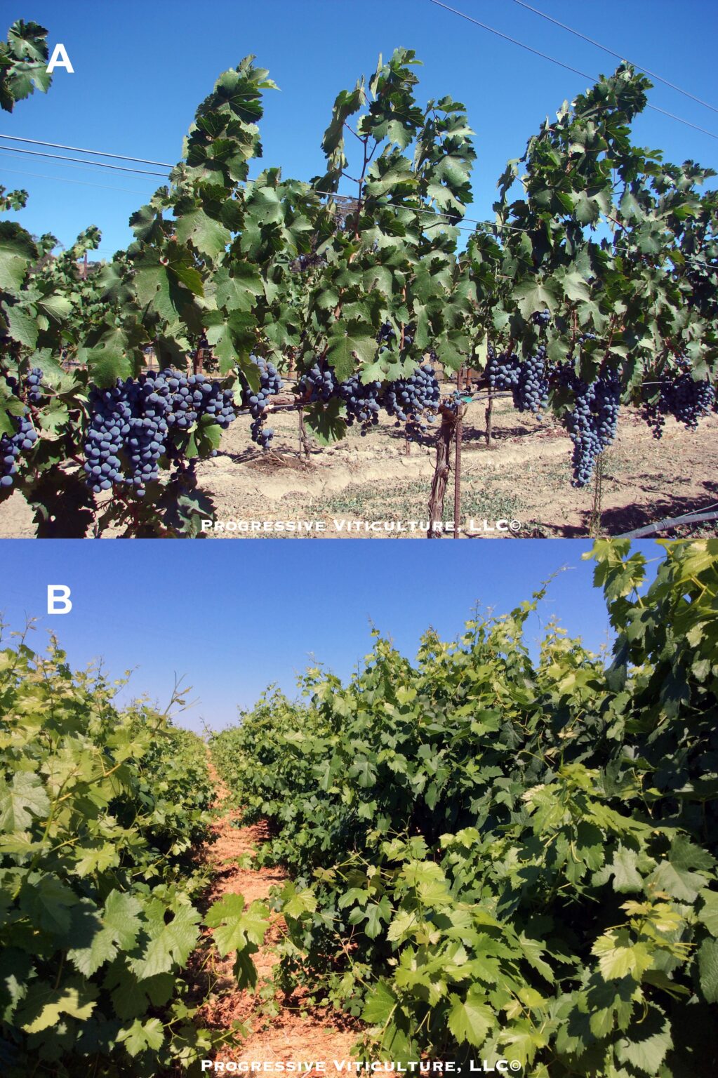 IN PURSUIT OF YIELD: GRAPEVINE CAPACITY, BALANCE, & CROP LOAD – PART ...