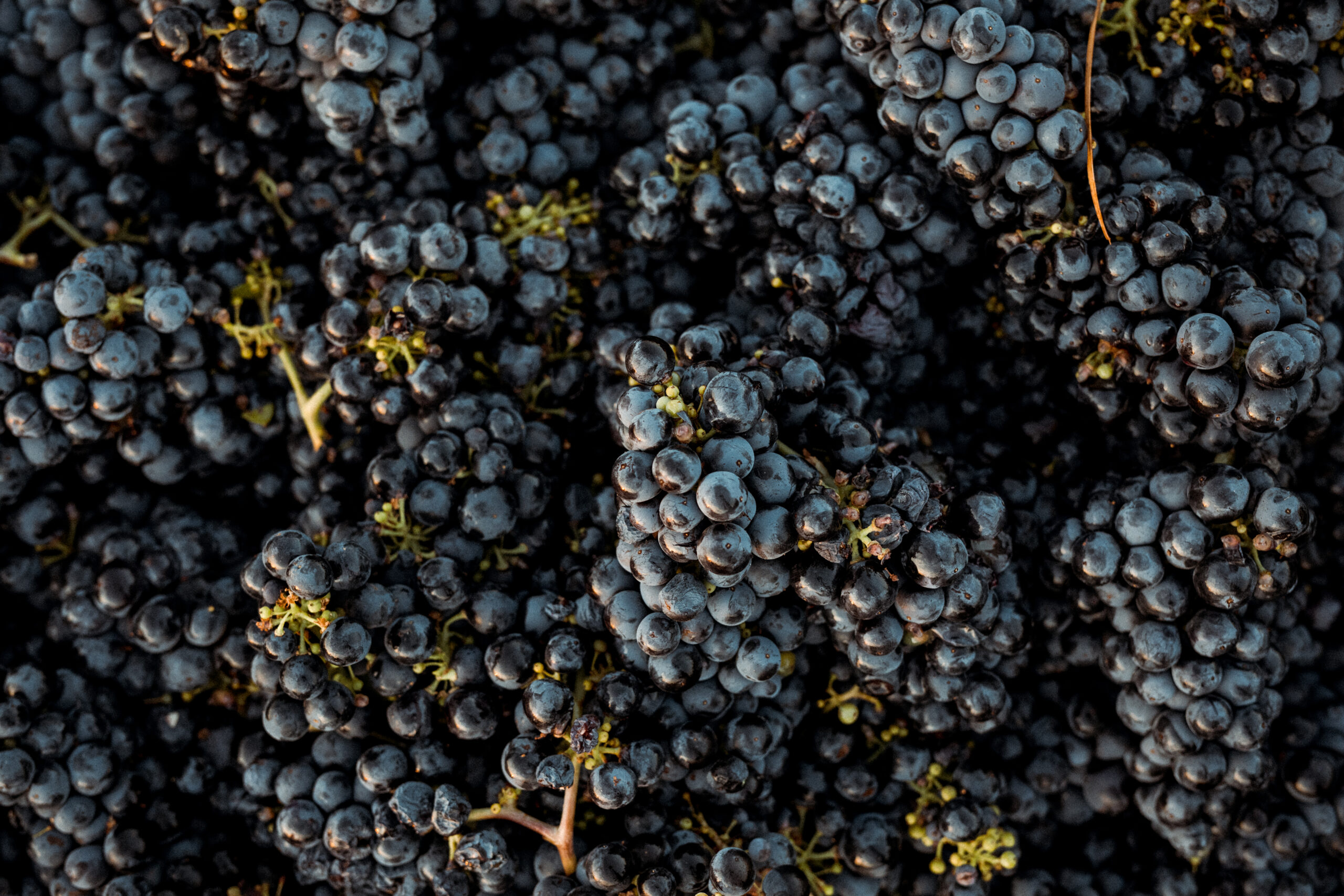 Lodi Growers | Lodi Growers