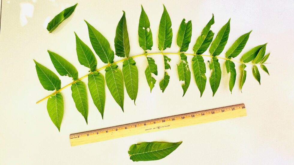 WHAT YOU NEED TO KNOW RIGHT NOW ABOUT THE SPOTTED LANTERNFLY & THE TREE ...