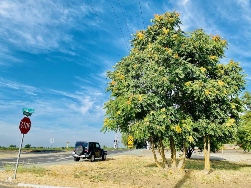 WHAT YOU NEED TO KNOW RIGHT NOW ABOUT THE SPOTTED LANTERNFLY & THE TREE ...