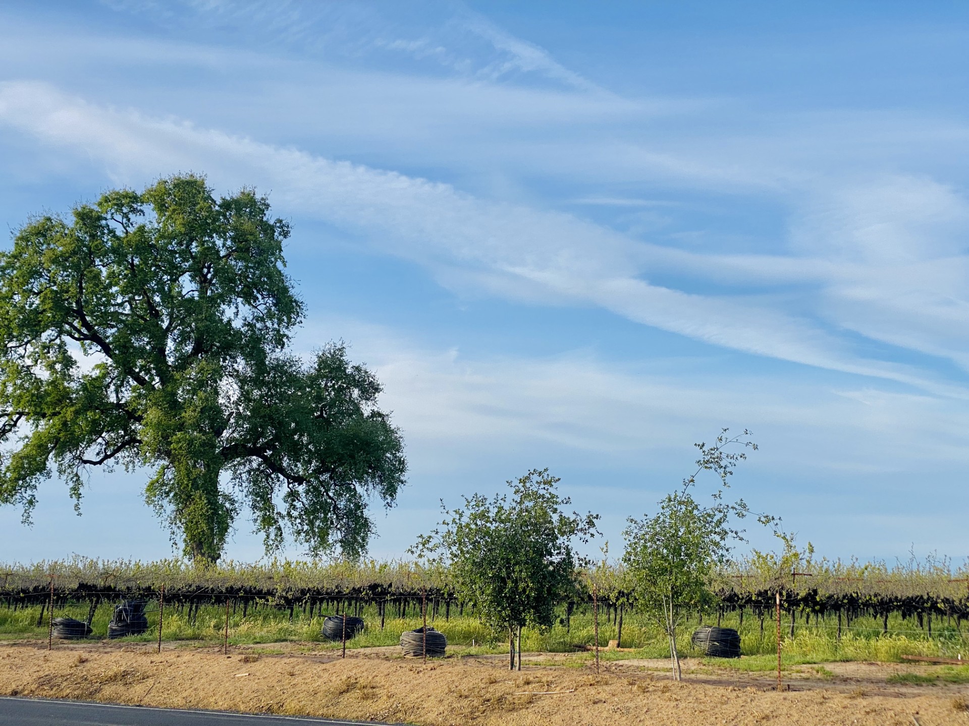April 2024 Lodi AVA grapes left hanging on vines | Lodi Growers