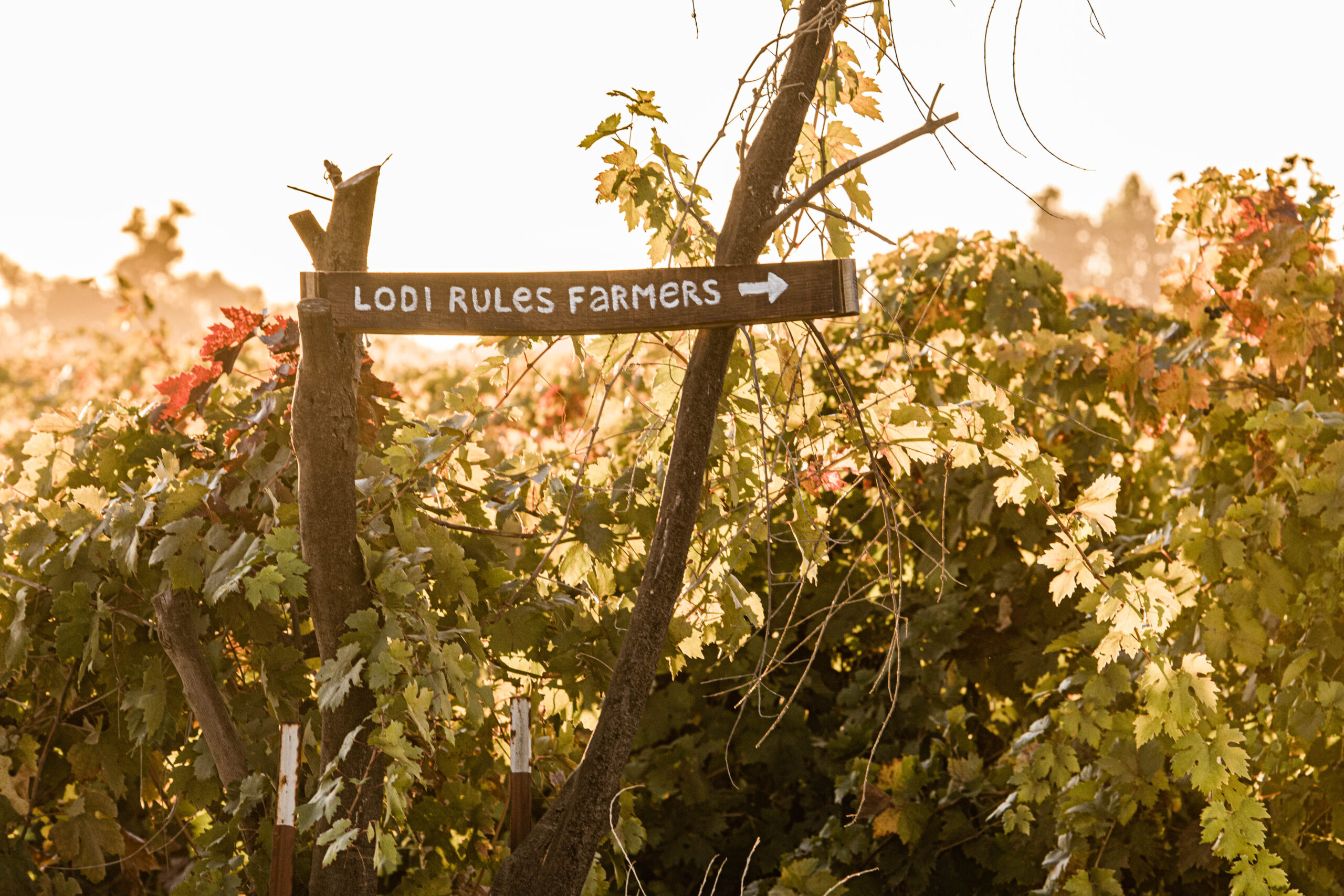 Lodi Growers | Lodi Growers