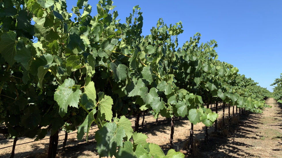 GRAPEVINE ROOTS & ROOTSTOCKS | Lodi Growers