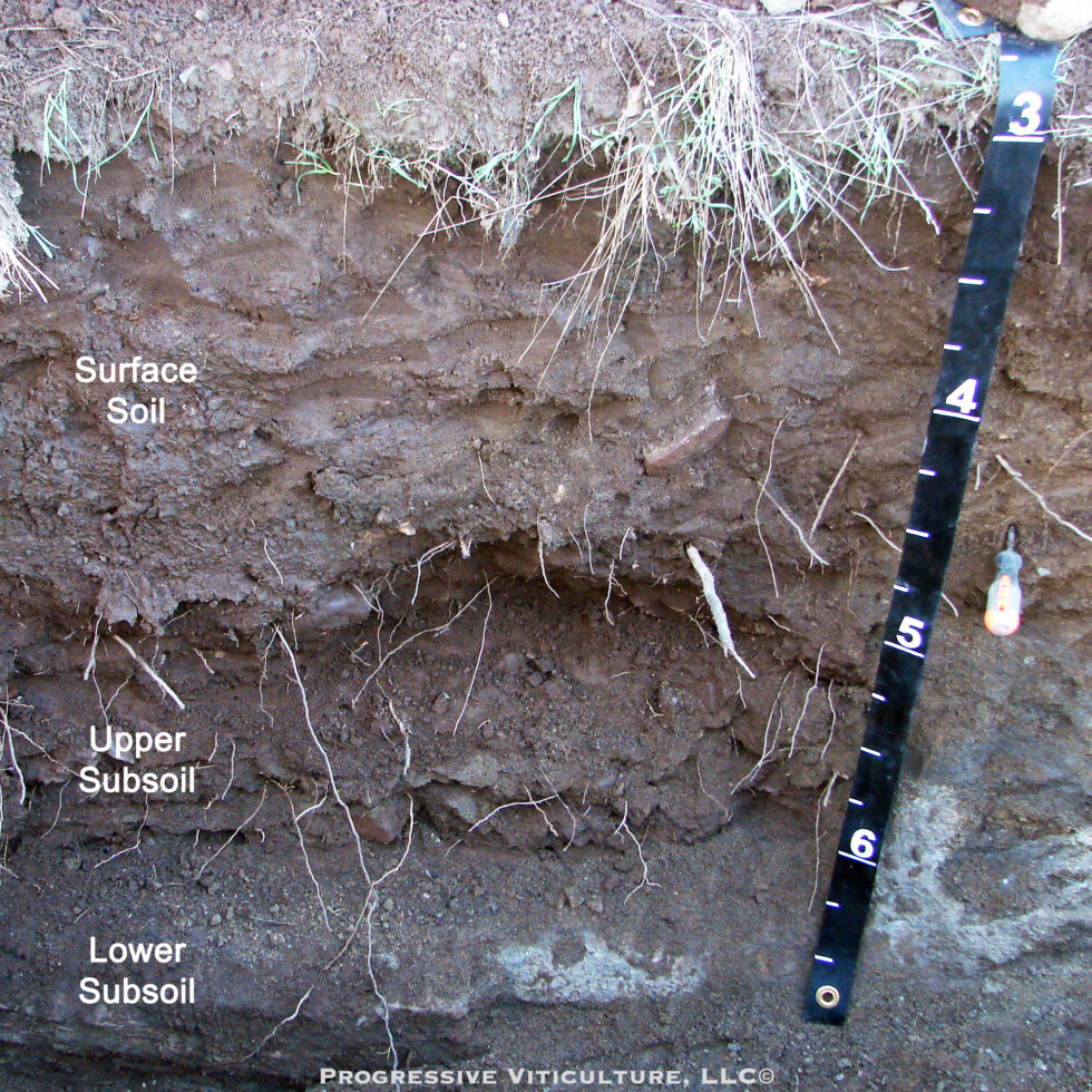 GRAPEVINE ROOTS & ROOTSTOCKS | Lodi Growers