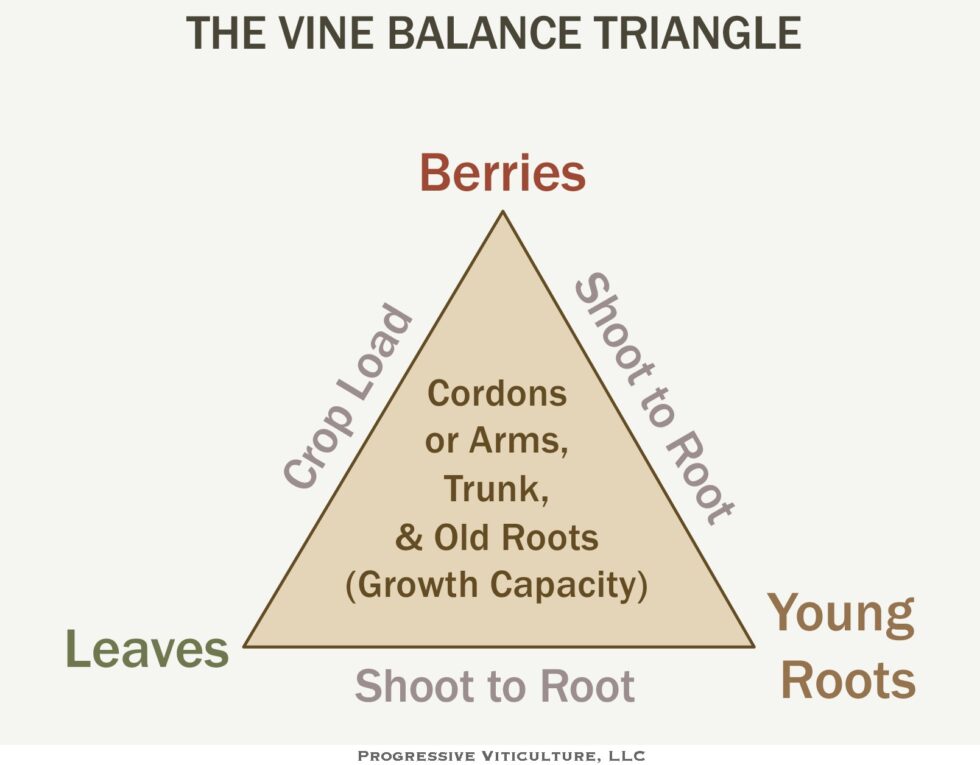 GRAPEVINE ROOTS & ROOTSTOCKS | Lodi Growers