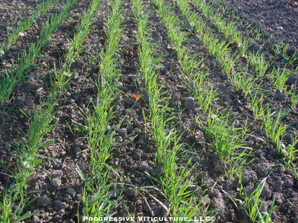 ACHIEVING COVER CROP BENEFITS THROUGH SELECTION & MANAGEMENT | Lodi Growers