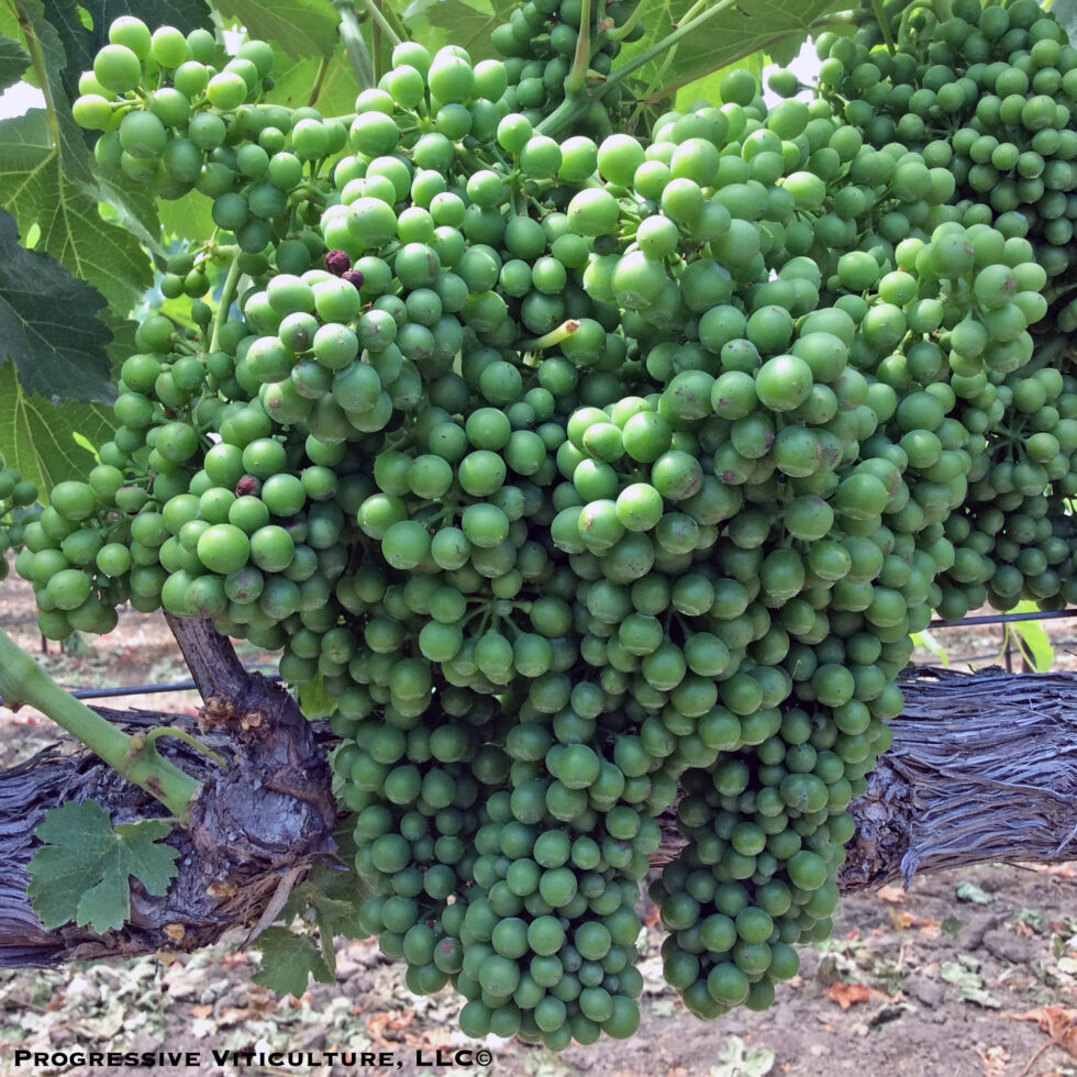 RIPENING PERIOD STRESSES: RECOGNIZING THE ONSET & MINIMIZING THE ...